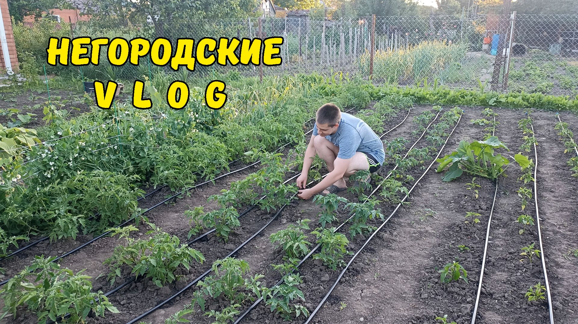 Делаем капельный полив! НУТРИИ едят собачий корм. 6.06.26