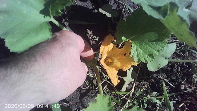 Обзор нашего кабачка с двумя завязавшимися овошами