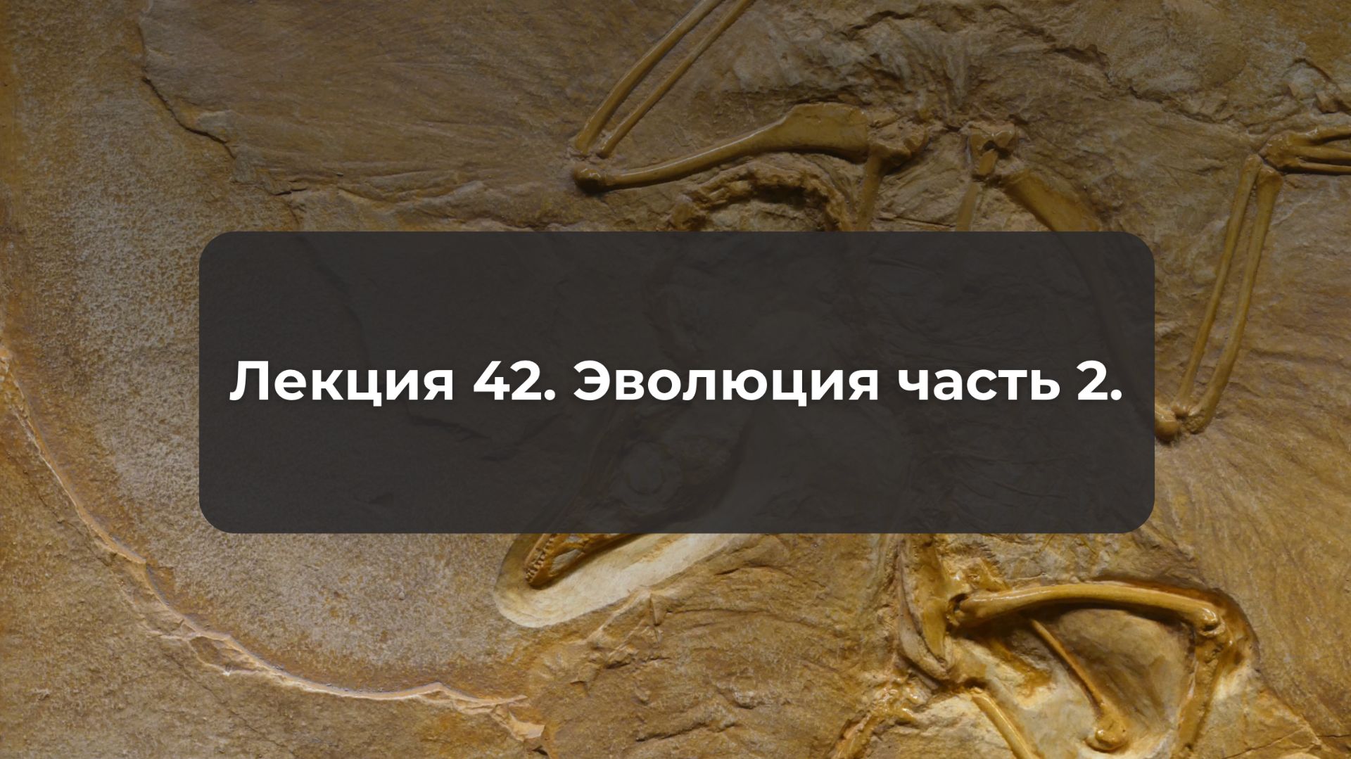 Лекция 42. Эволюция часть 2