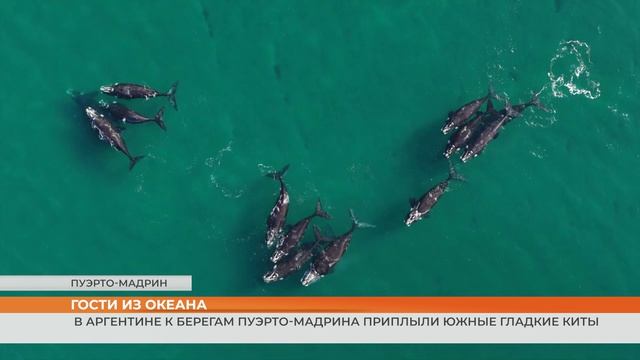 В Аргентине к берегам Пуэрто-Мадрина приплыли южные гладкие киты