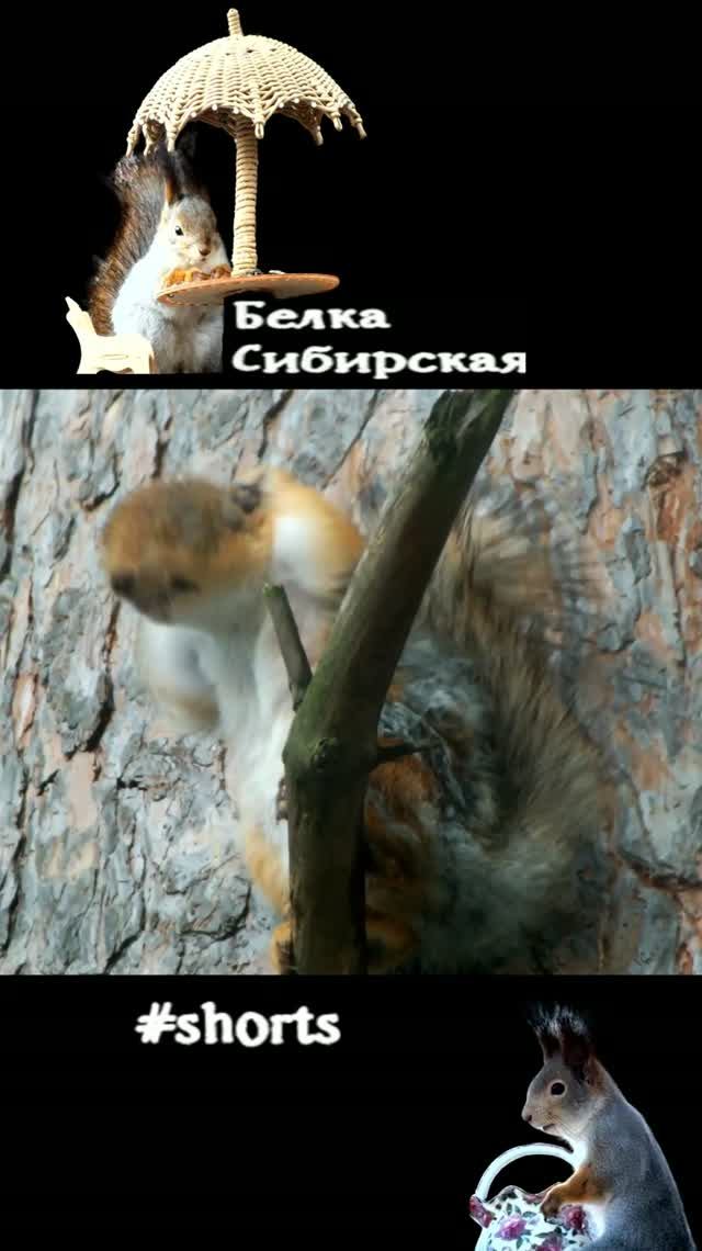 Белкины намывашки умывашки