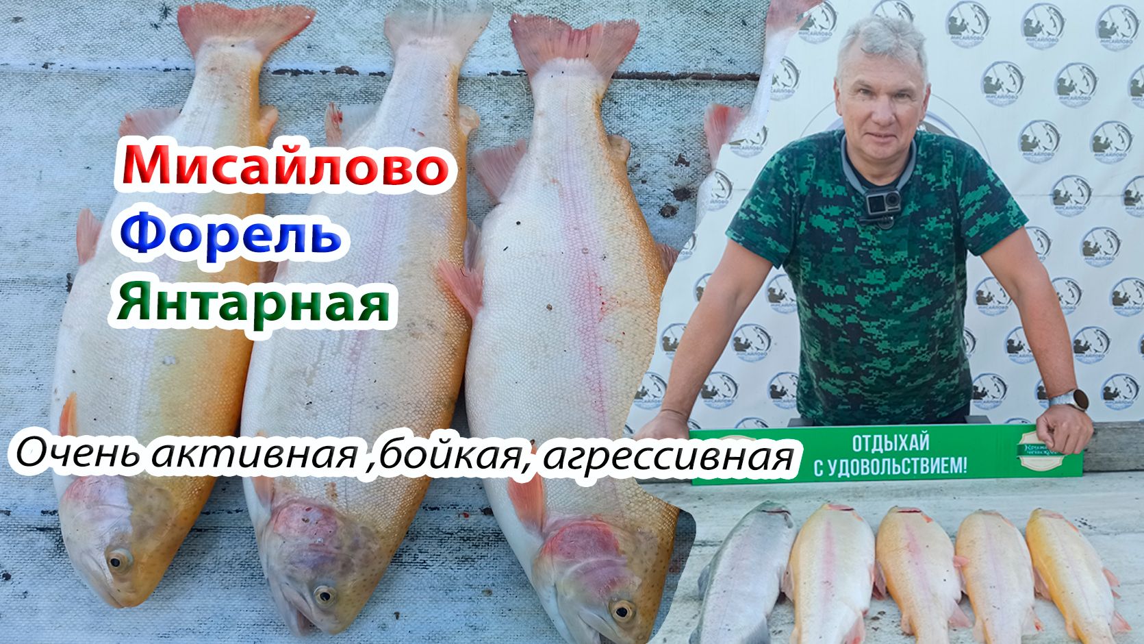 Мисайлово. Янтарная форель - какая же она агрессивная! Смотрим какие приманки работают сейчас...
