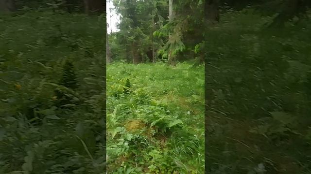Лето началось с прогулки с козами по лесу. Часть 3.