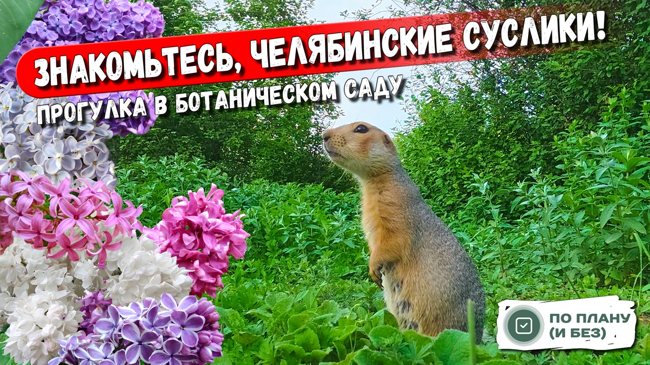 Знакомьтесь, челябинские суслики! Прогулка в ботаническом саду