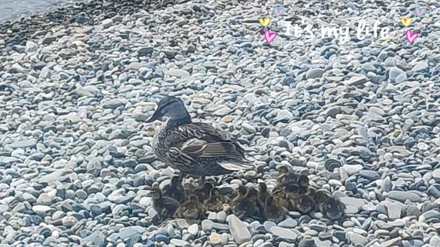 Утиные истории🦆
