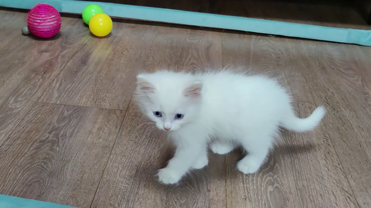 Котенок Микки играет с мячом, как футболист. Три котенка.