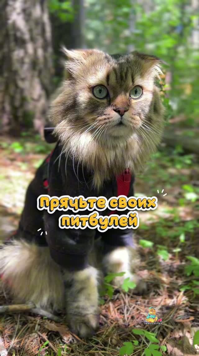Лев на прогулке🦁 #котики #юмор #животные #природа