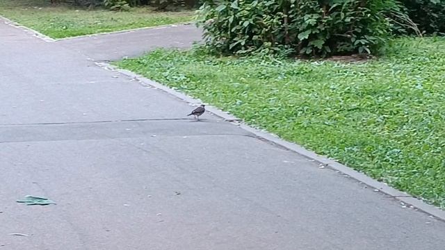 Раннее утро в Москве