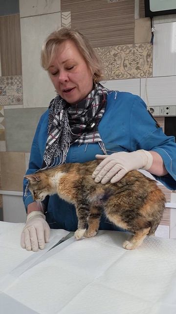 Кошечка Чичелина Максимовна: восстановление после операции 😍❤️🐾