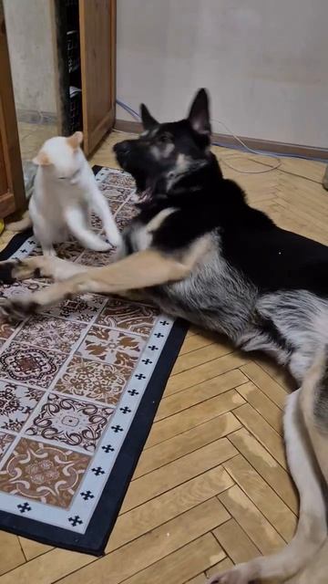 ВЕО Валентлайф Чейз Честертон с любимым другом