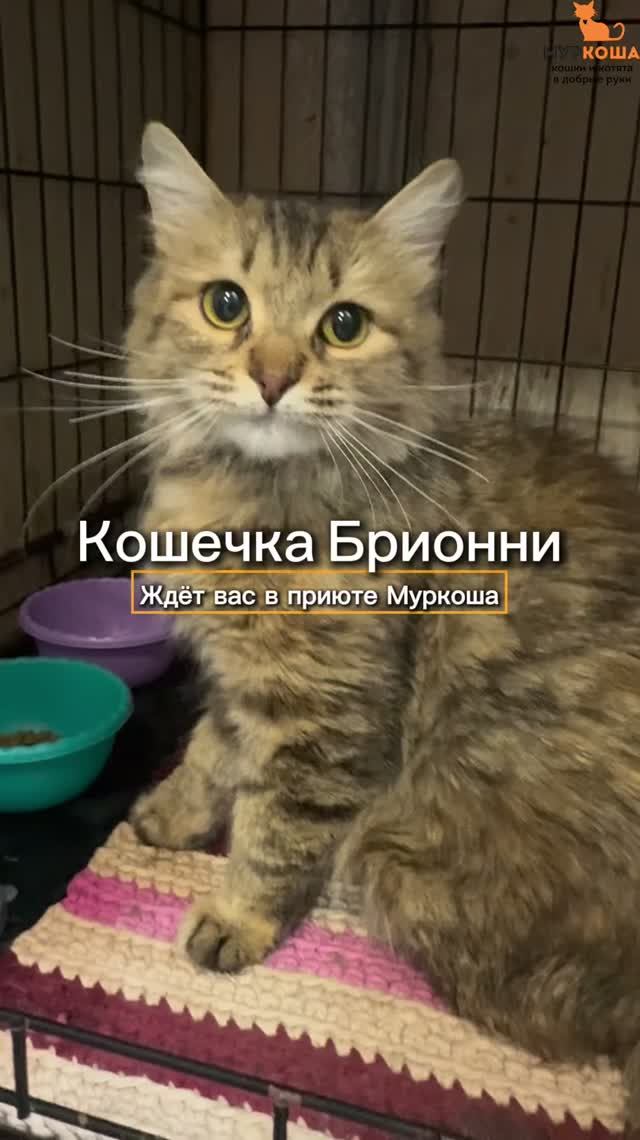 Брионни ждёт вас в приюте #Муркоша