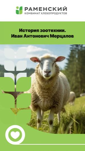 Как развивалось овцеводство в России?