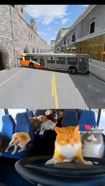 Кот рулит