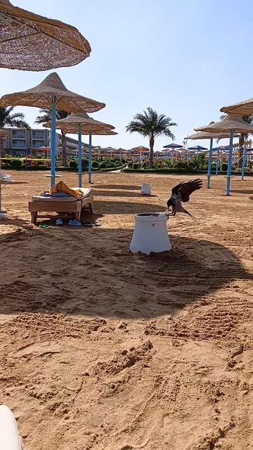 Rewaya Inn Resort (Ex. Hawaii Paradise Aqua Park Resort) Пляж, умная ворона,