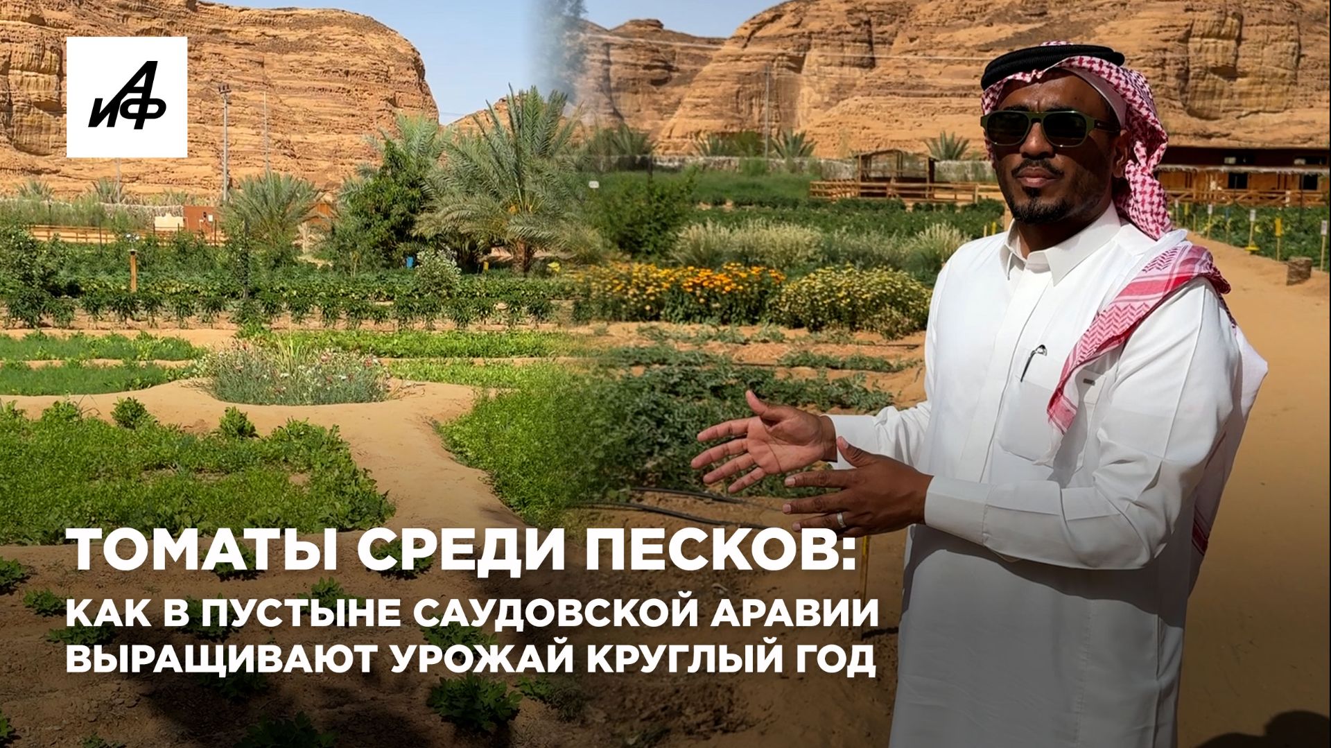 Томаты среди песков: как в пустыне Саудовской Аравии выращивают урожай круглый год