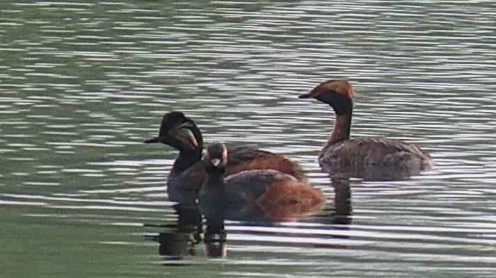 Черношейные (Podiceps nigricollis) и красношейная (Podiceps auritus) поганки