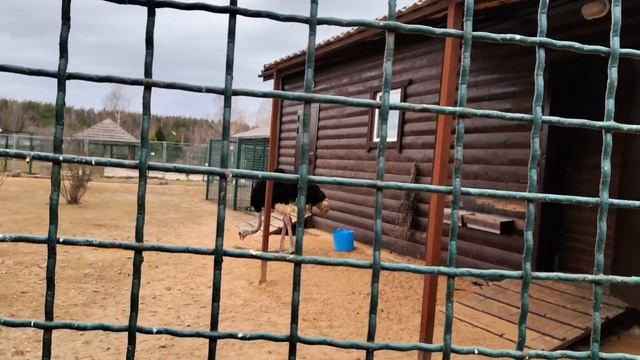 Гепарды и Эму в Ярославском зоопарке