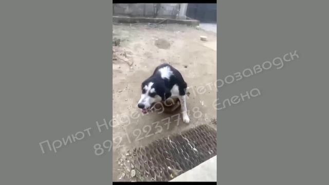 Он родился прокажённым , никому не нужным , стал мишенью для нелюдей 💔