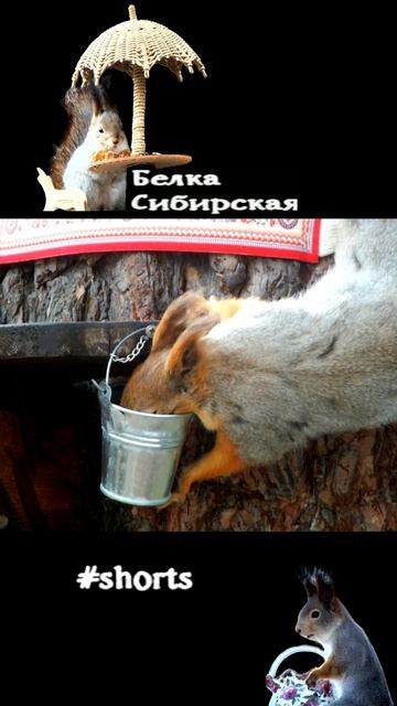 Белка пьет воду с закрытыми глазами