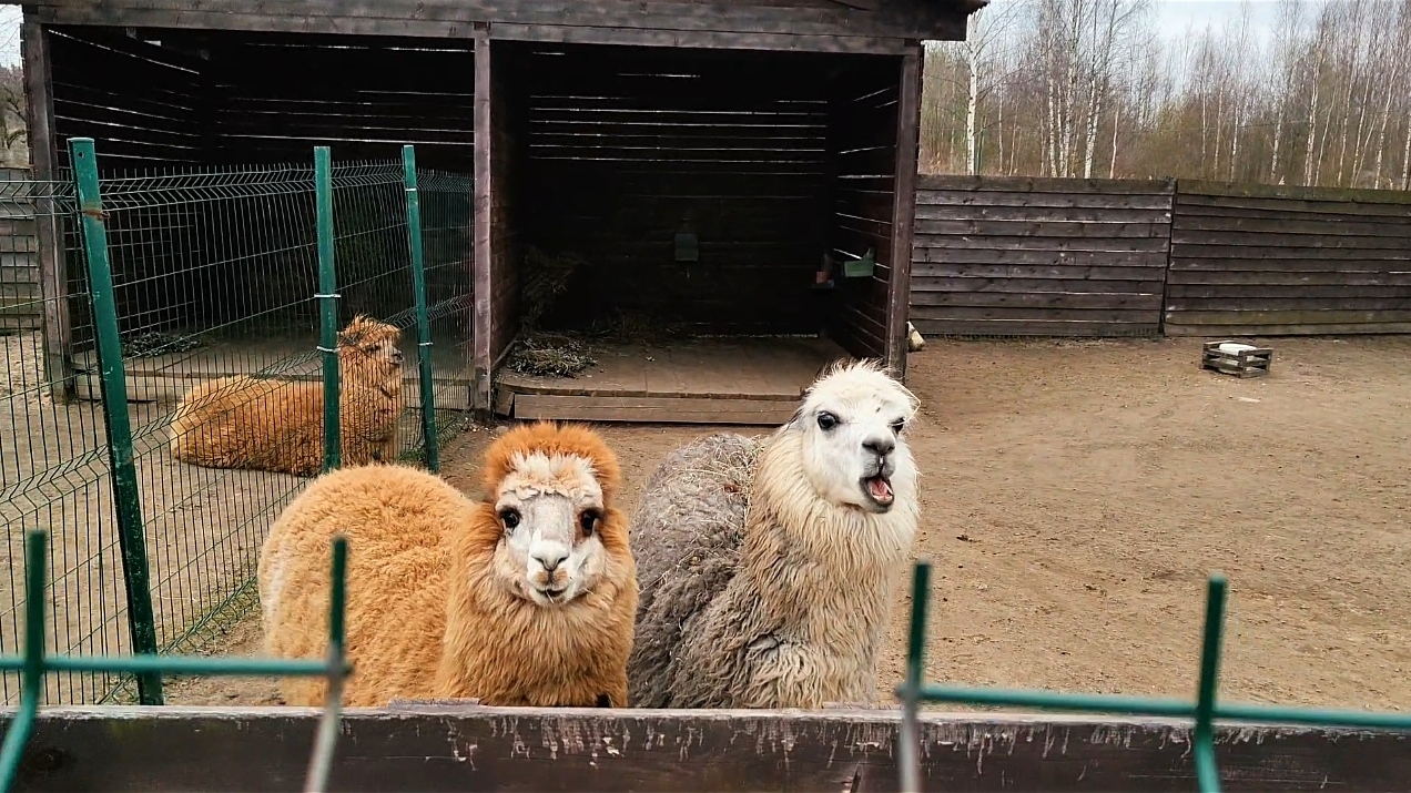 Кормим альпак в Ярославле