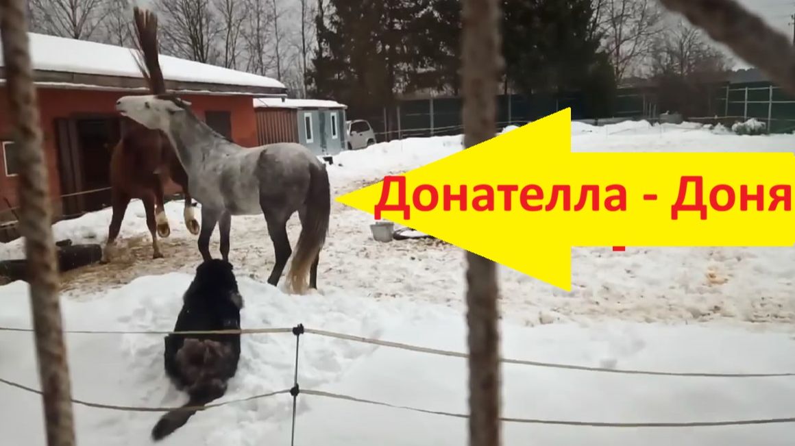Доня всех сегодня кусает