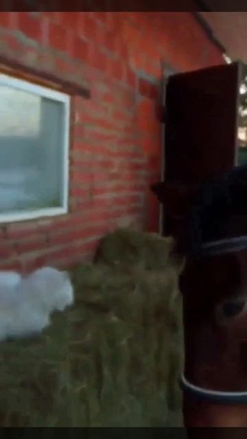 Не дадут спокойно отдохнуть!