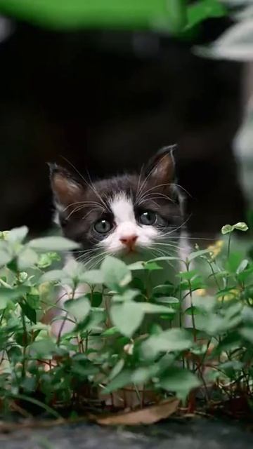 📸 КОТЁНОК-МОДЕЛЬ: СЪЁМКА ИДЕТ! 😄