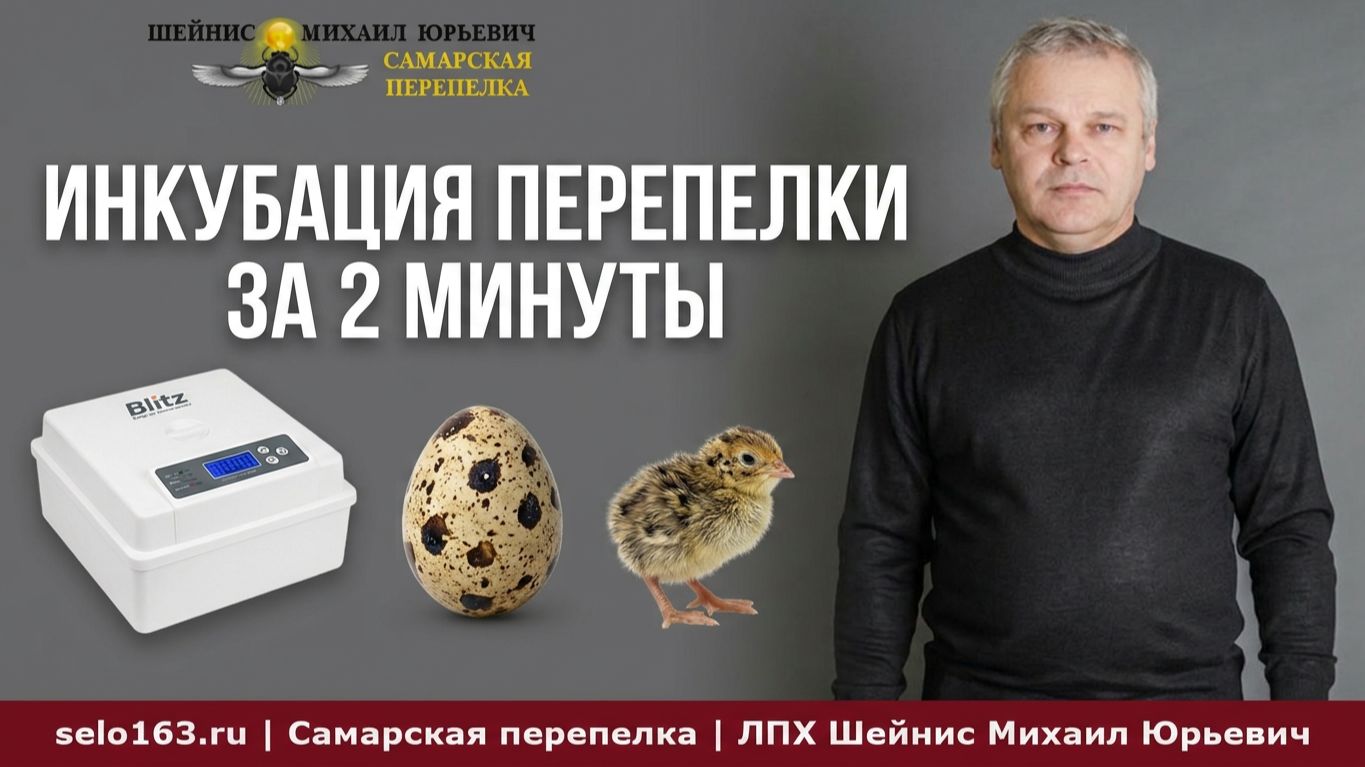 Котоко о режиме инкубации перепелки в инкубаторе Блиц