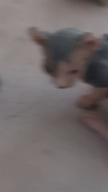 фрэя изучает наума
