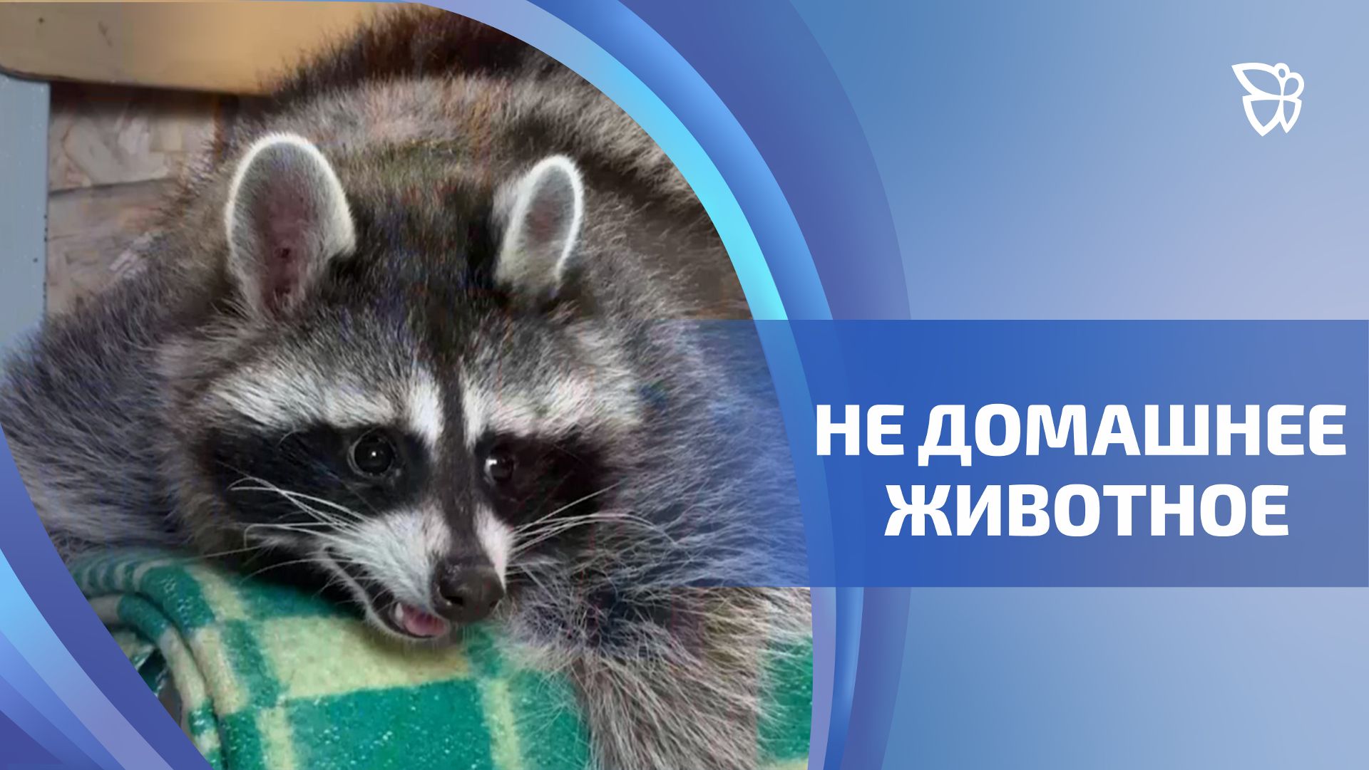 Новый житель появился в Центре реабилитации «Солнечная птица»
