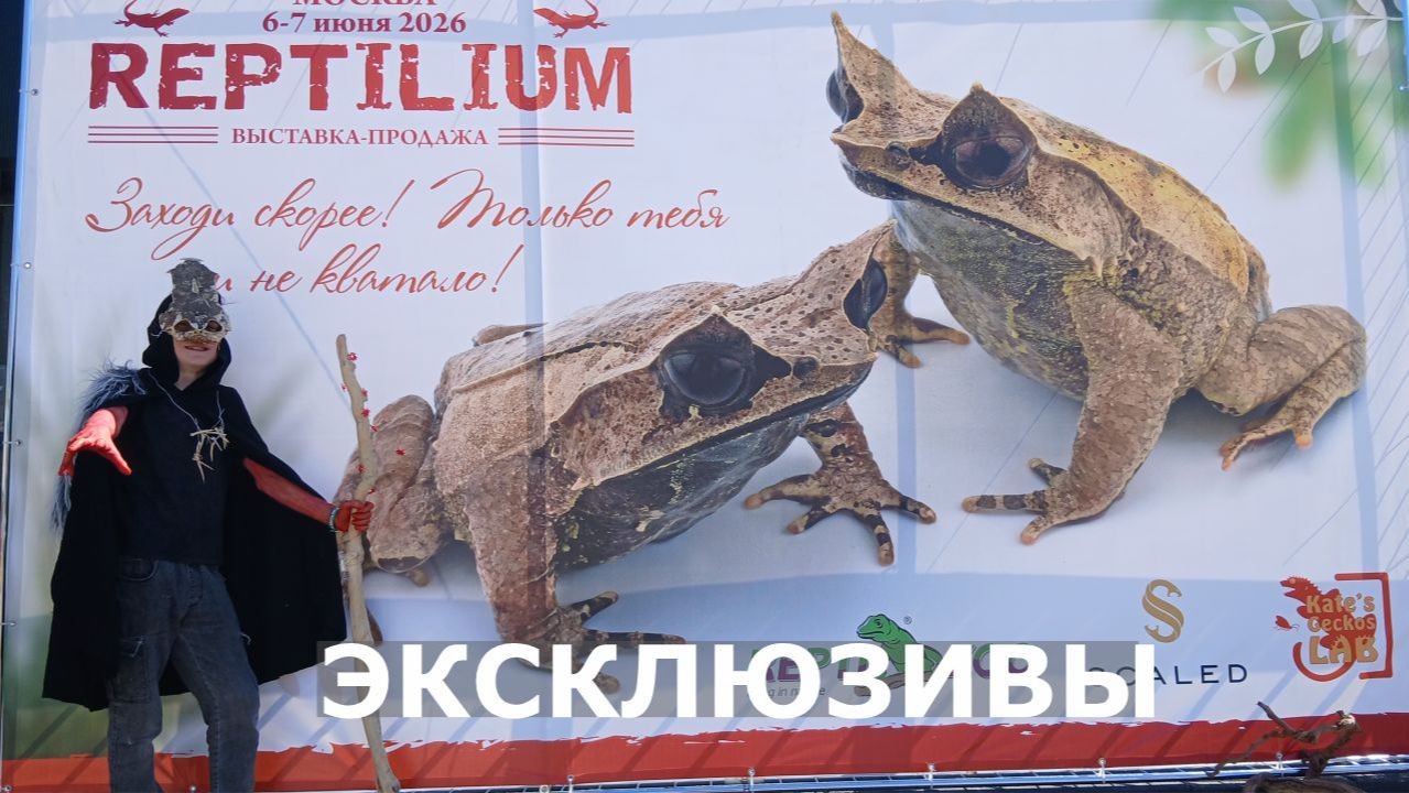 выставки