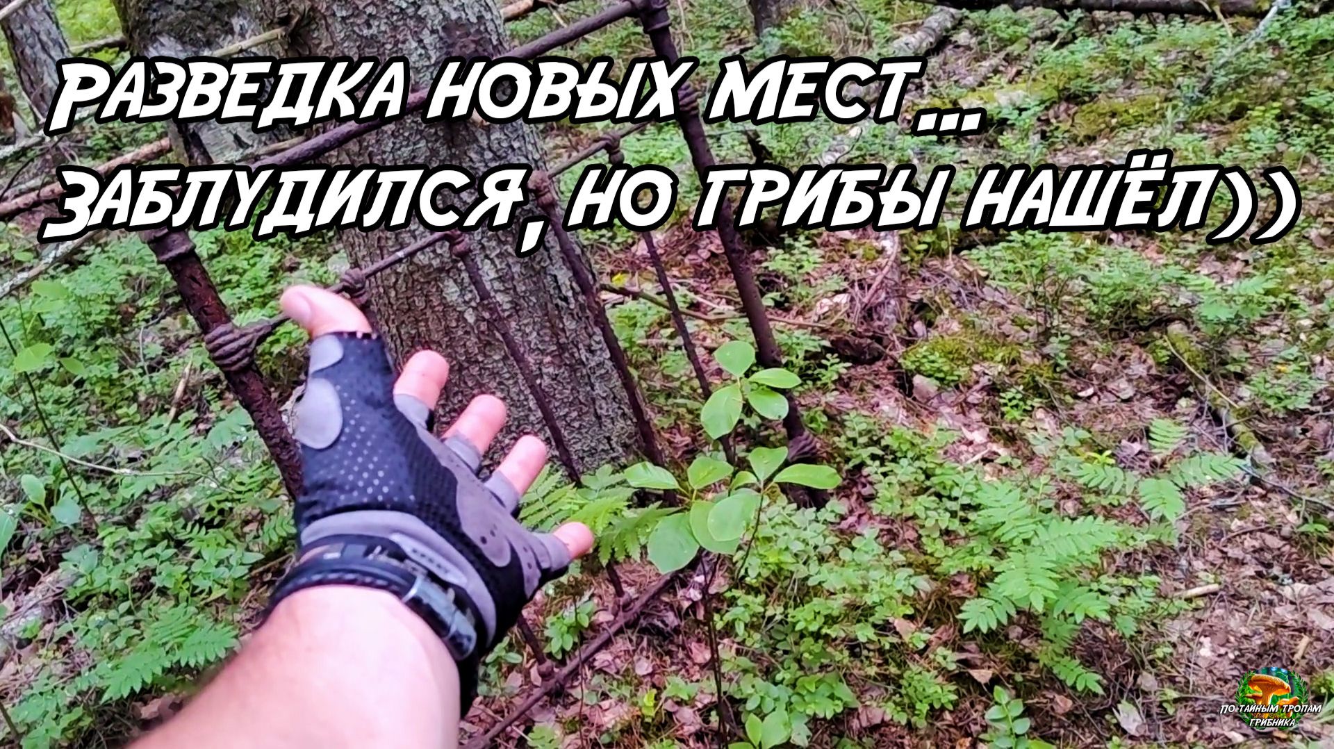 Разведка новых мест... Заблудился, но грибы нашёл))