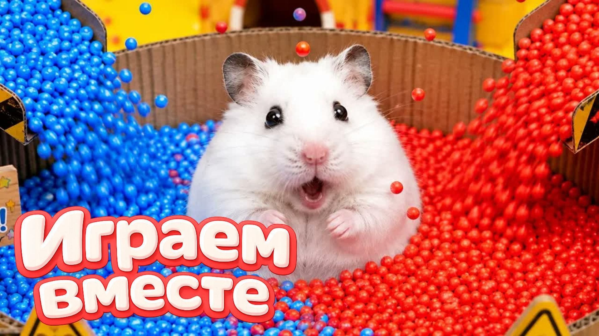 ХОМЯК ВЫБИРАЕТСЯ ИЗ СЕКРЕТНОЙ ХОМЯЧЕЙ ТЮРЬМЫ ! Забавные животные ! Супер лабиринт для хомяка №15