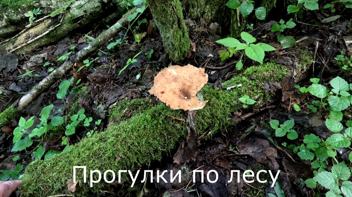Прогулки по лесу. Меняю фотоловушку. Первый грибок этим летом.