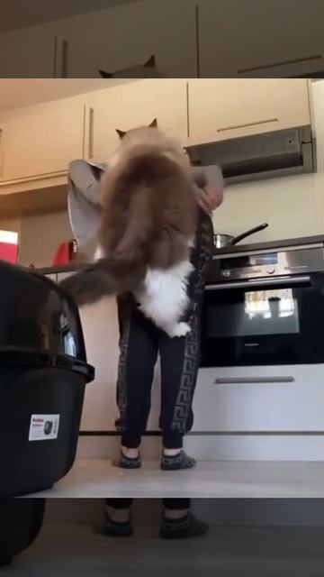 Огромный монстр забыл, что он уже не маленький котик 😱