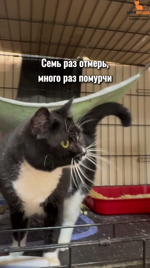 Линеечка ждёт вас в приюте #Муркоша