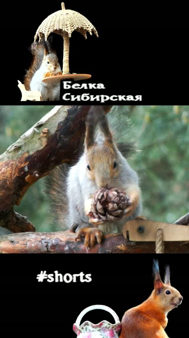 Белка вдруг вспомнила про шишку