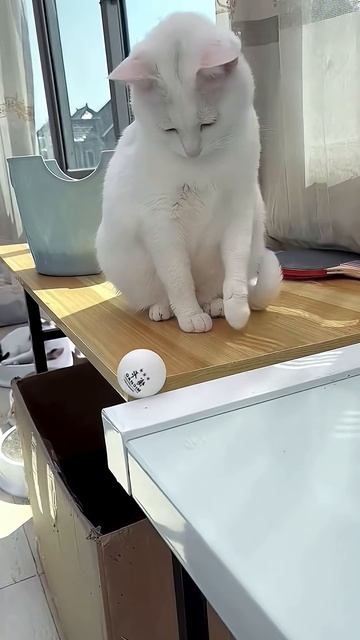 Funny Cats 🐈