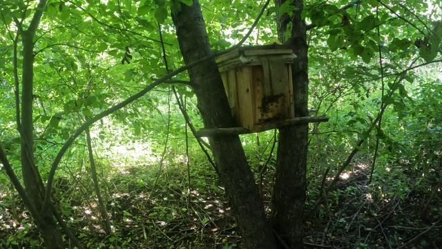 Место Царской пасеки