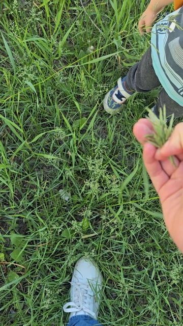 Игра курица ,петух или цыпленок с ребенком в 3 года
