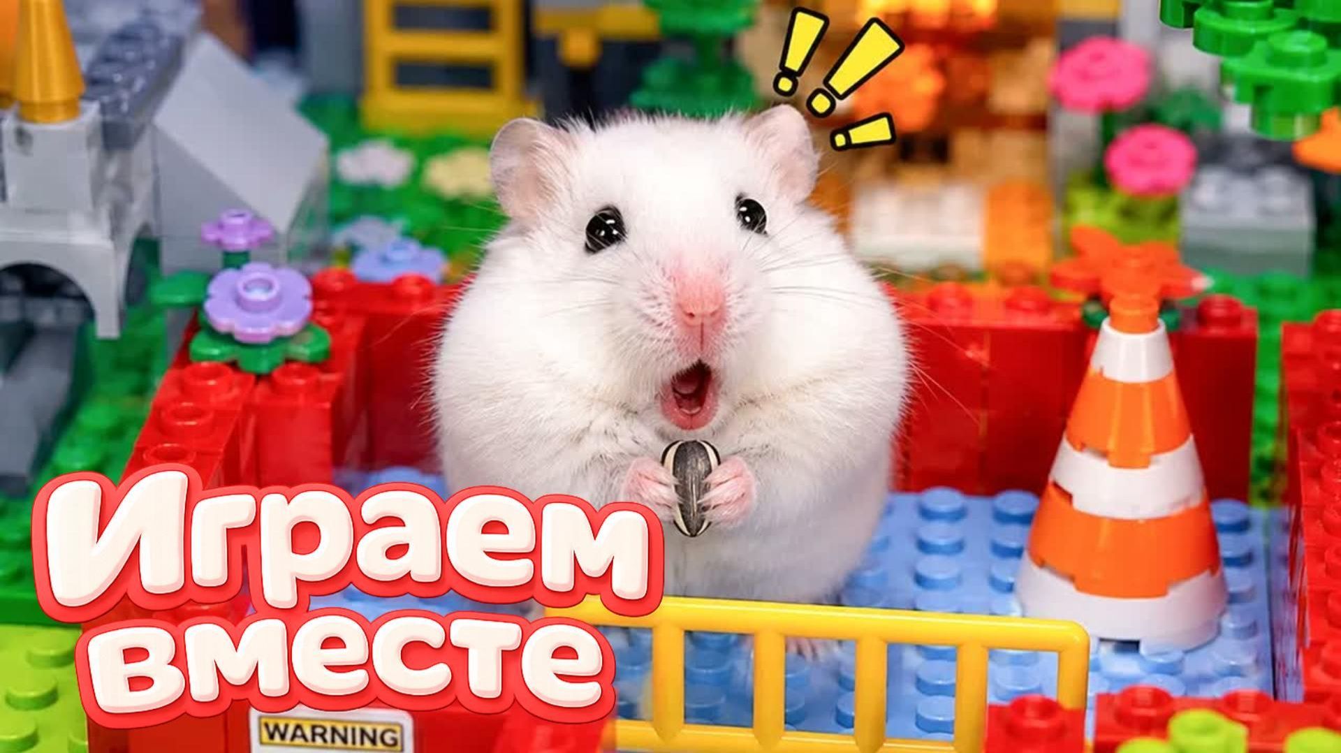 ХОМЯК ВЫБИРАЕТСЯ ИЗ СЕКРЕТНОЙ ХОМЯЧЕЙ ТЮРЬМЫ ! Забавные животные ! Супер лабиринт для хомяка №12