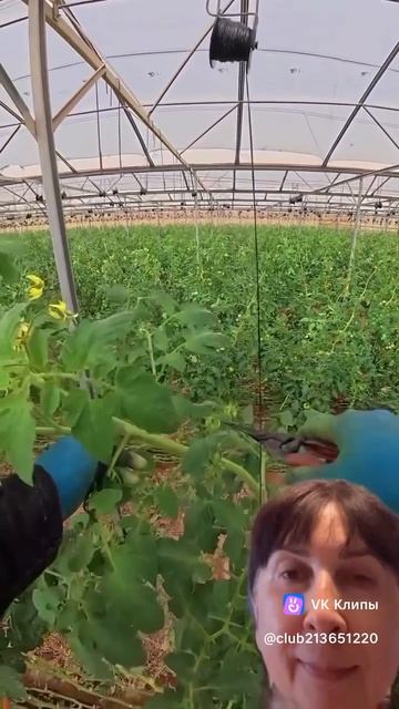 Пасынкуем томаты