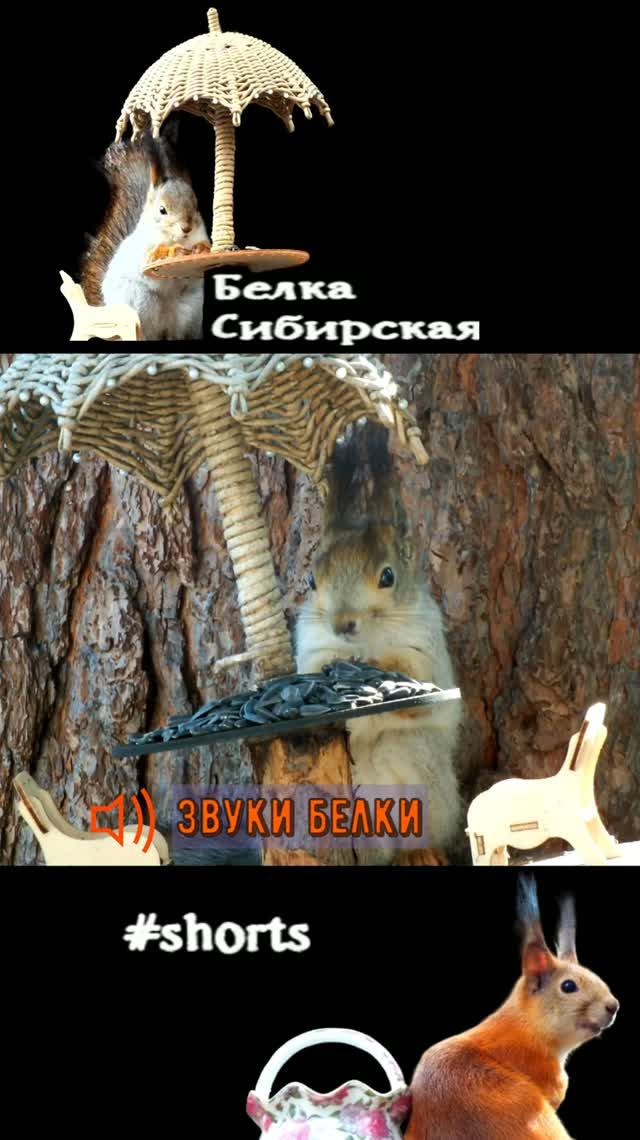 Белка раздувает ноздри