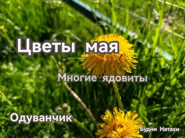 20 растений цветущих в мае. Опасные соседи? Планируем цветник по сезонам.
