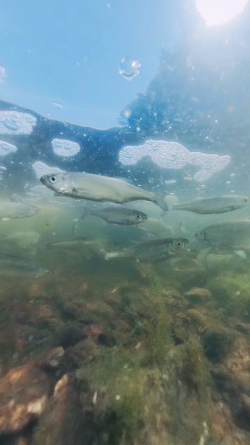 Сокровища пресной воды