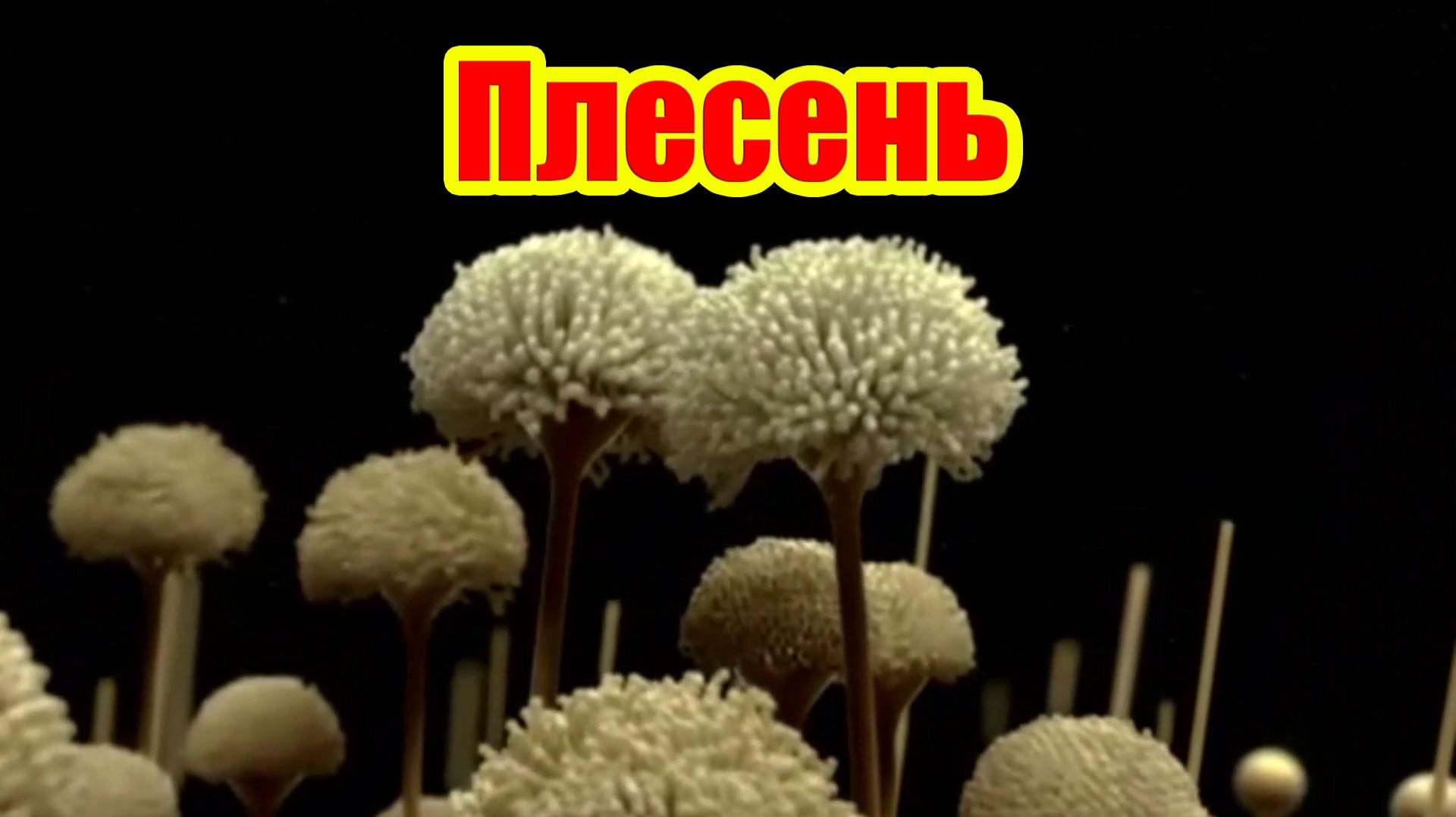 🌍 Хрупкий мир под микроскопом: как плесень раскрывает тайны жизни и разрушения
