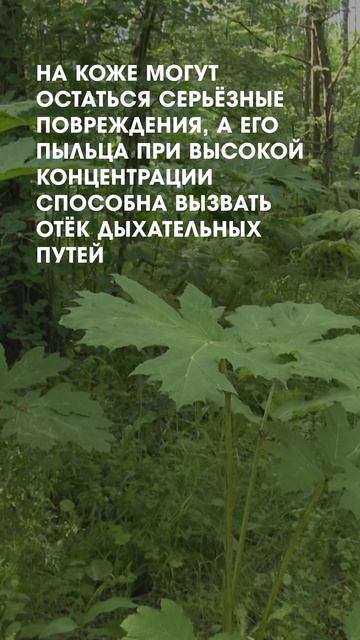 Борщевик