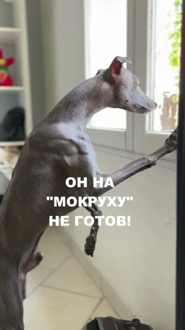 ЛЕВРЕТКА ДОБРАЯ ДУША