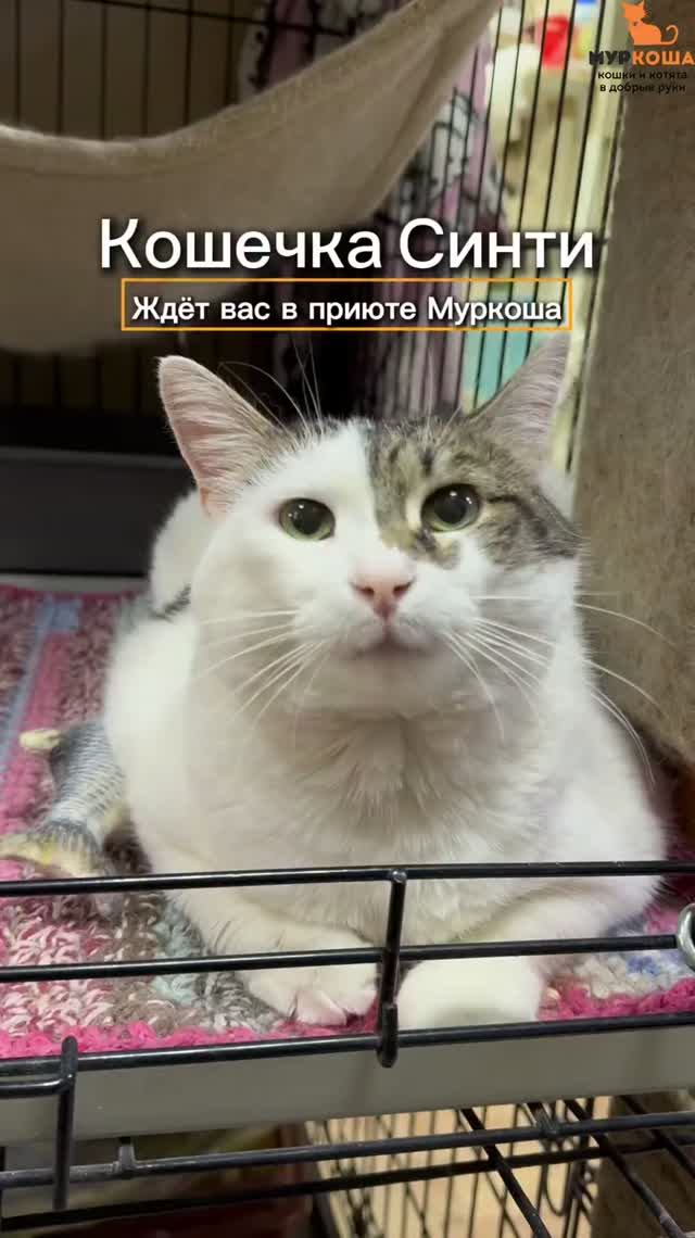 Синти ждёт вас в приюте #Муркоша