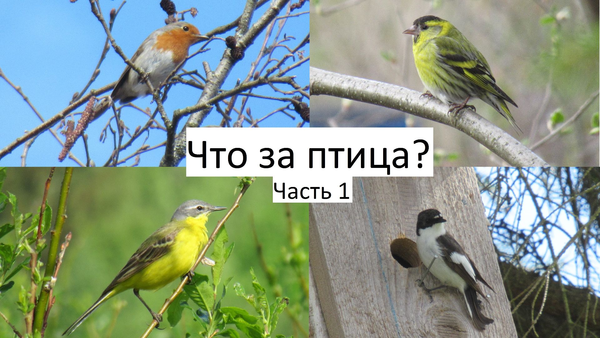 Что за птичка? Узнай птиц! Знакомство с птицами, часть 1